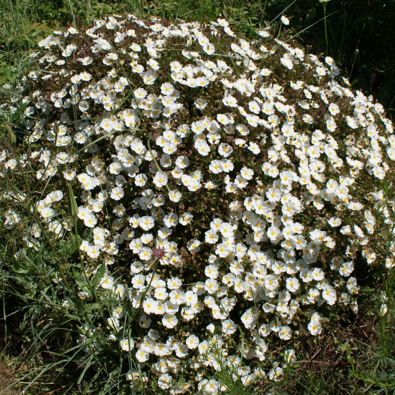 Cistus florentinus - Pépinière du Lac des Joncs