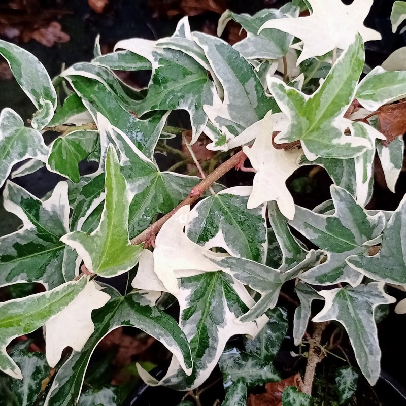 Hedera sagittifolia 'Variegata' - Pépinière du Lac des Joncs